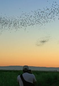 Bat Resources - Northern California Bats