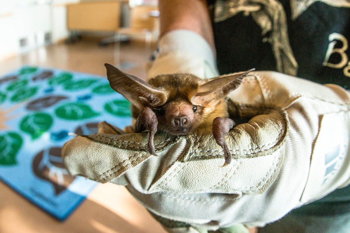 Bat Presentation Contact Form - Northern California Bats