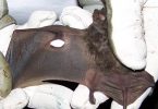 Emergency Bat Rescue - Northern California Bats
