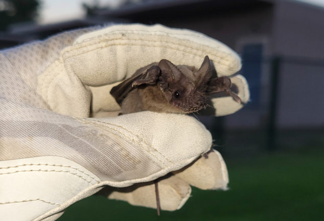 Bat Injury Rehabilitation - Northern California Bats