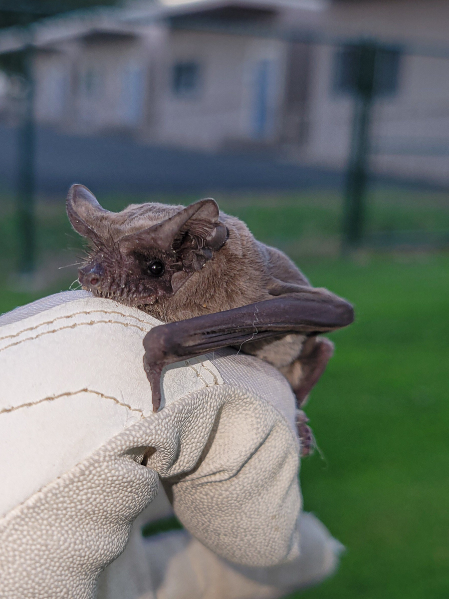 Elementary School Bat Rescue - Northern California Bats