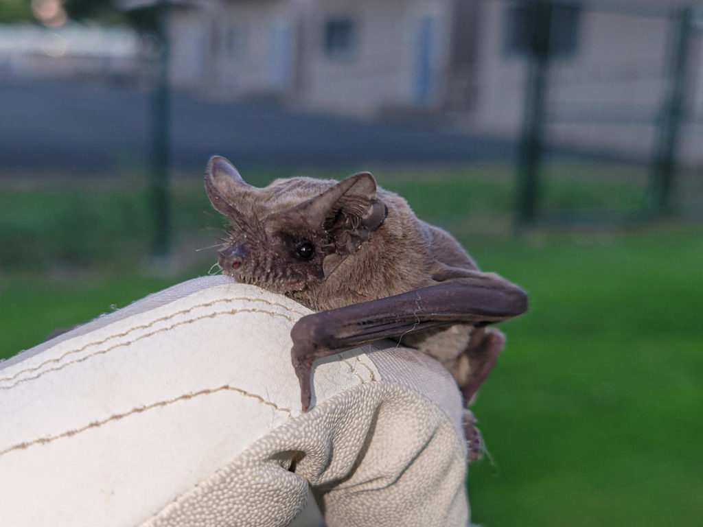 Bat Flight Cages for Rehabilitation and Exercise - Northern California Bats