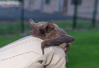 Northern California Bats Blog - Northern California Bats