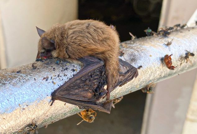 Bat Injury Rehabilitation - Northern California Bats