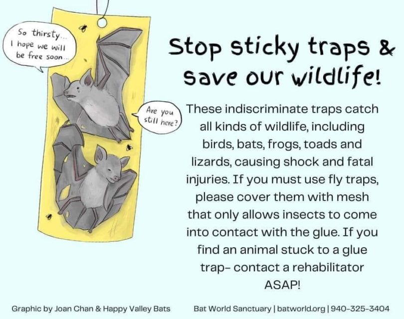Sticky Traps Endanger Bats! - Northern California Bats