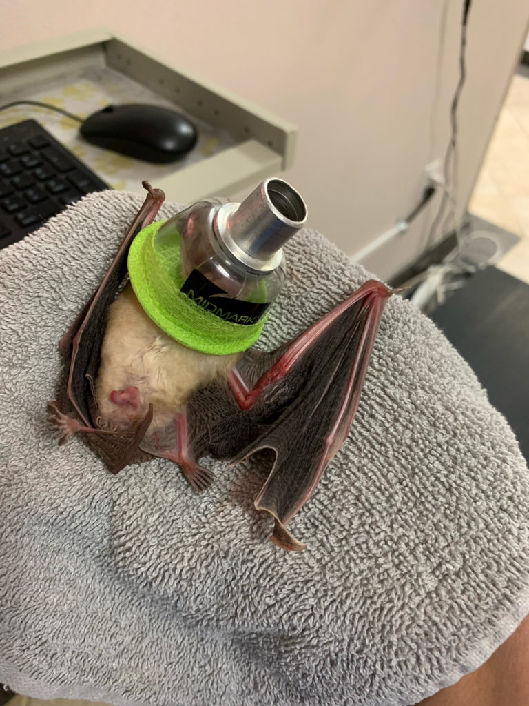 Bat Injury Rehabilitation - Northern California Bats