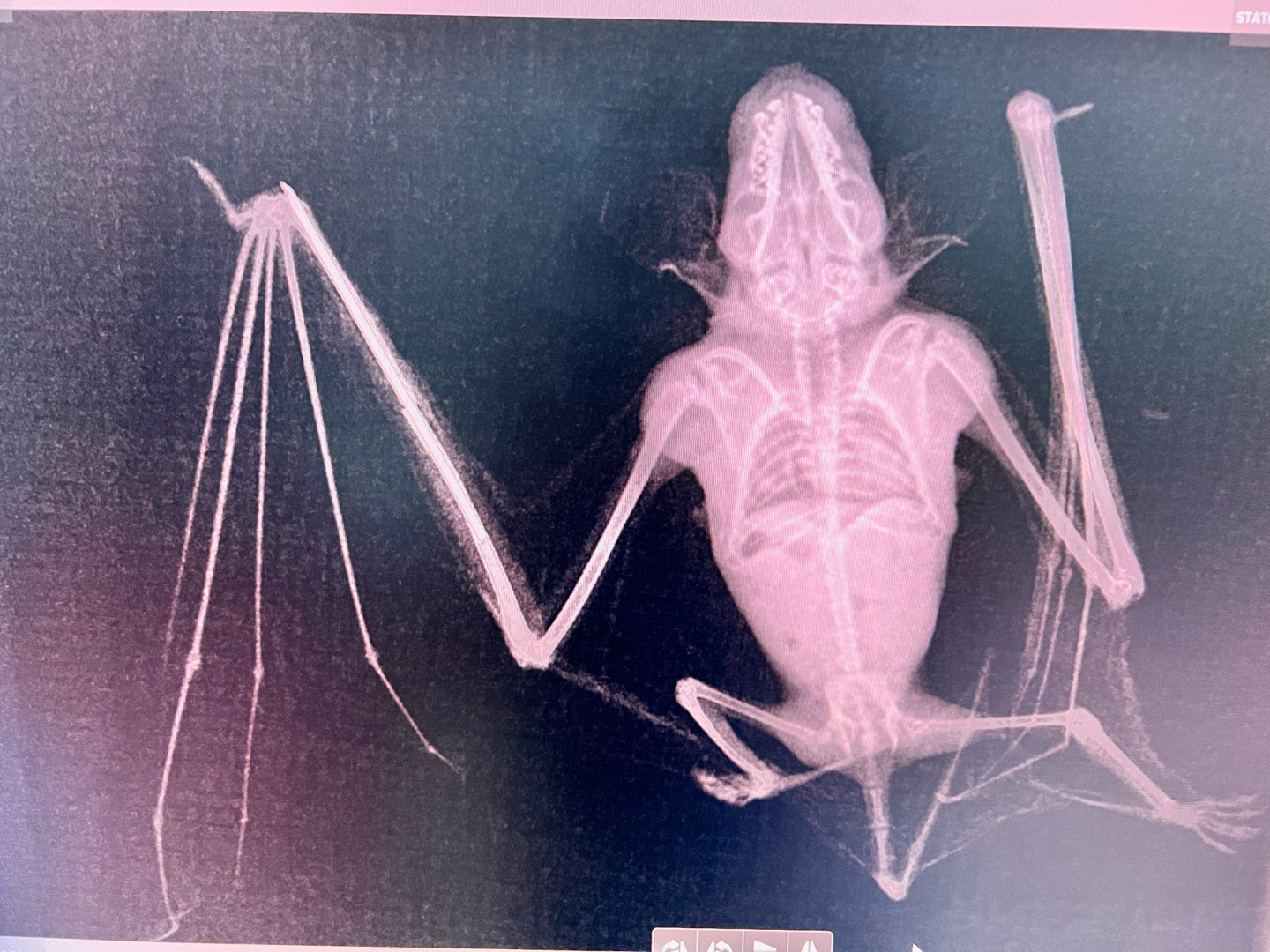 SarahAnger-20221216-4 - Northern California Bats